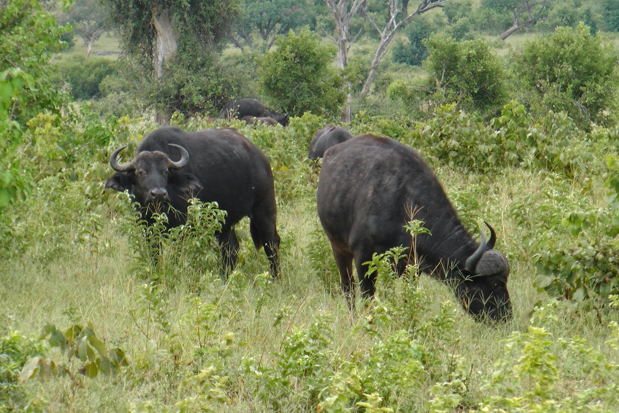 Buffels – beslog